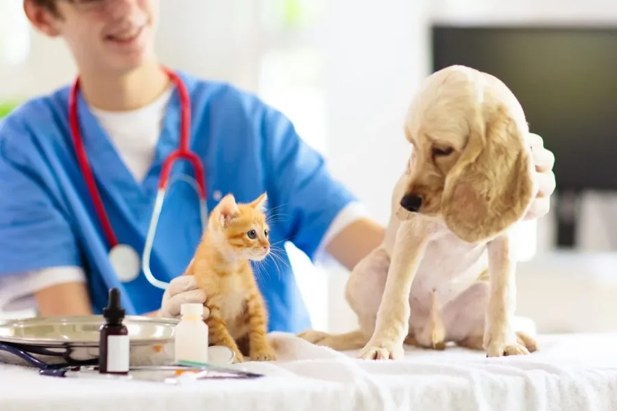 5 Essential Services Every Veterinary Clinic Provides